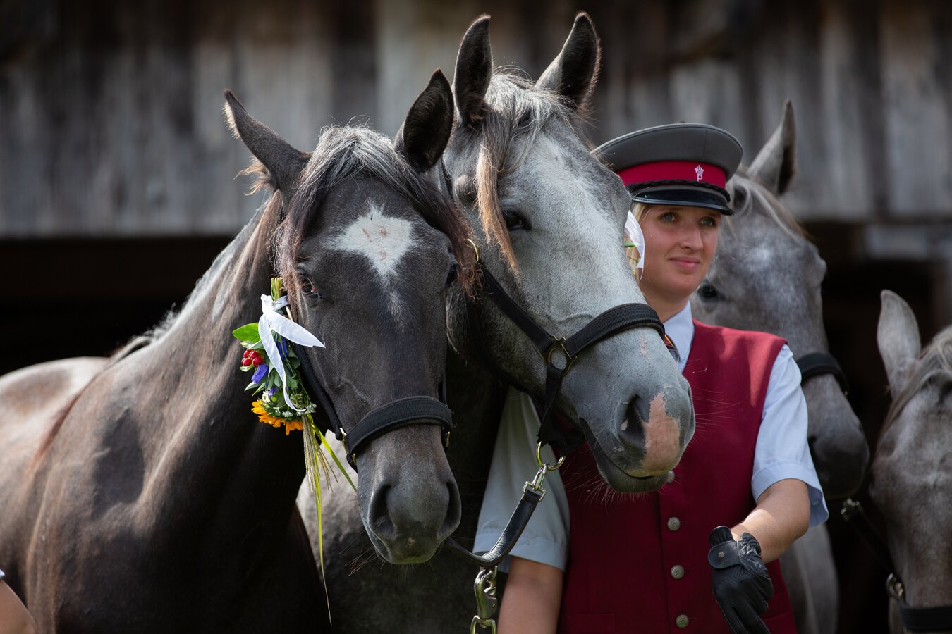lipizzaner stud farm piber | Sightseeing in Graz