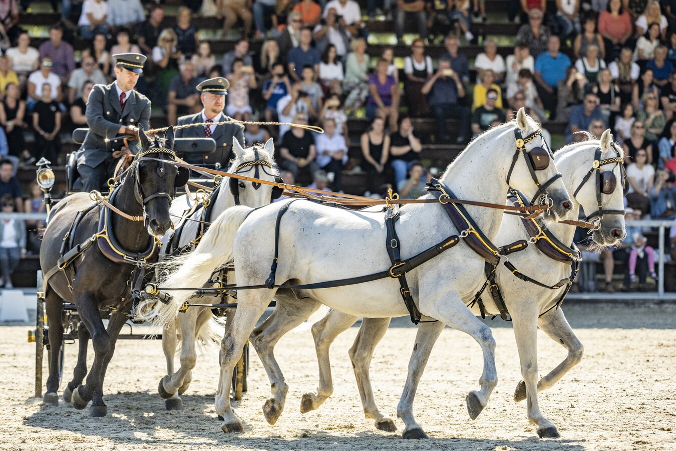 lipizzaner stud farm piber | Sightseeing in Graz