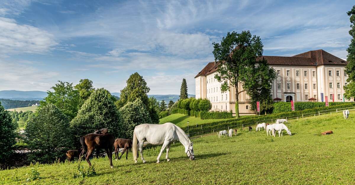 lipizzaner stud farm piber | Sightseeing in Graz