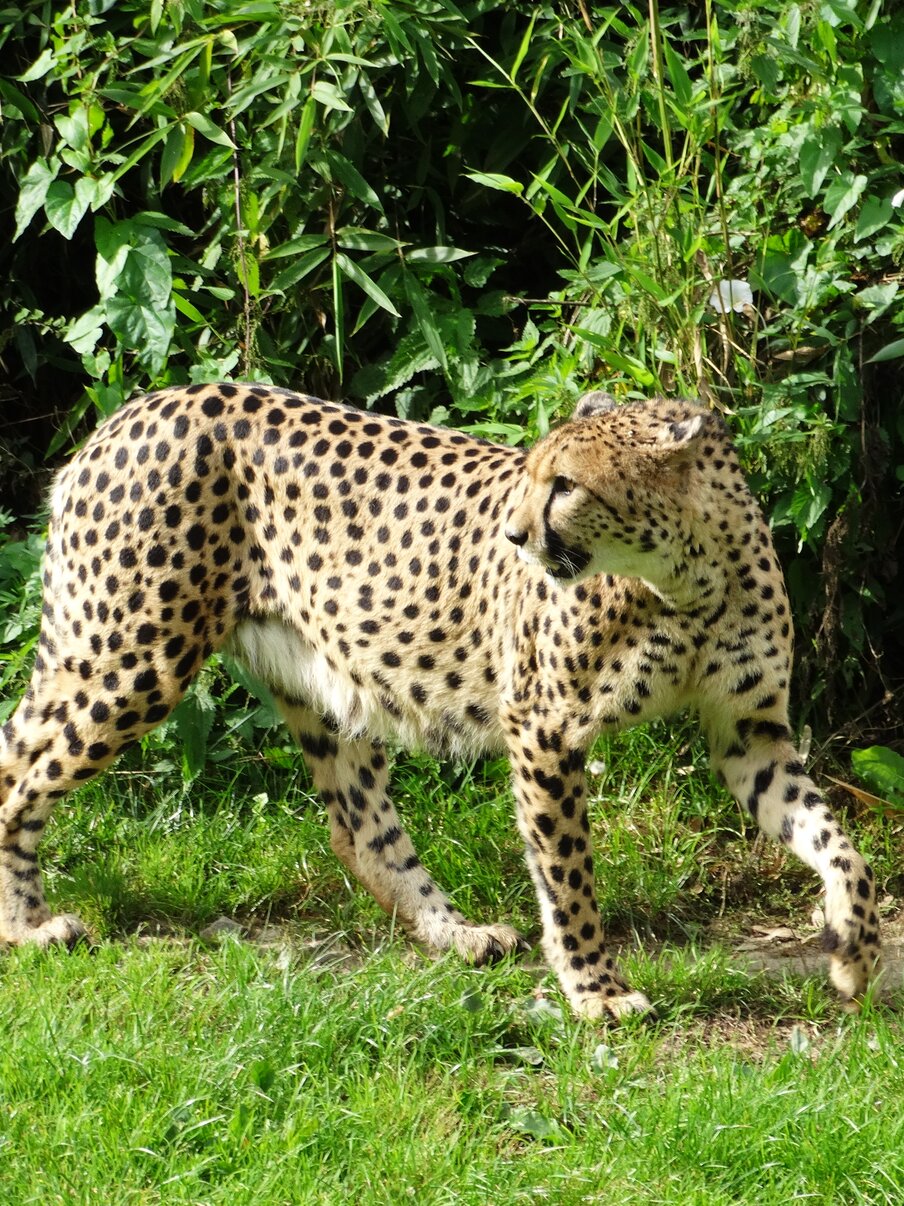Herberstein Animal World & Garden Palace | Sightseeing in Graz